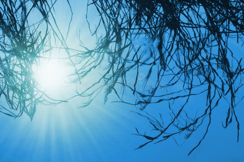 Silhouete of the Reed in Sunset Stock Image - Image of tranquil, forest ...