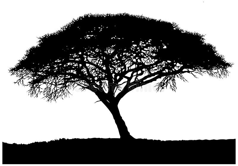 Silhouette of the African Tree Stock Photo - Image of white, black ...