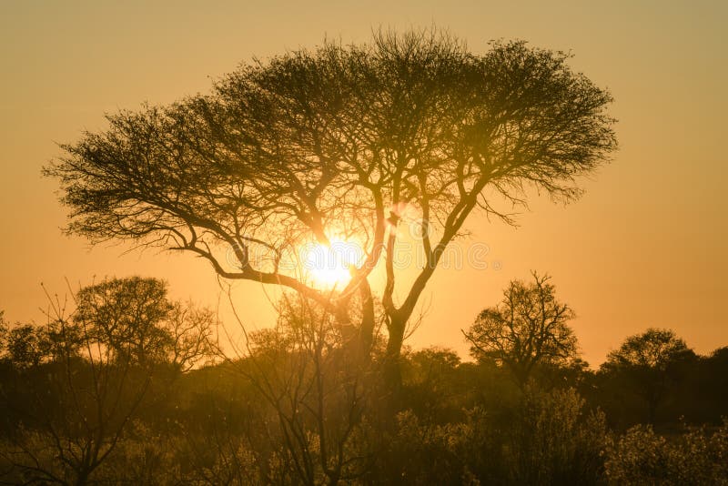 Silhouette of African Tree with Sunrays Shining through a Tree ...