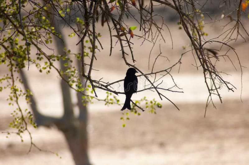 Silhouette of an Alone Bird Sitting on a Tree Branch Stock Image ...