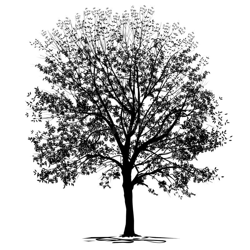 Ash-tree Fraxinus L. with Fallen Foliage Stock Vector - Illustration of ...