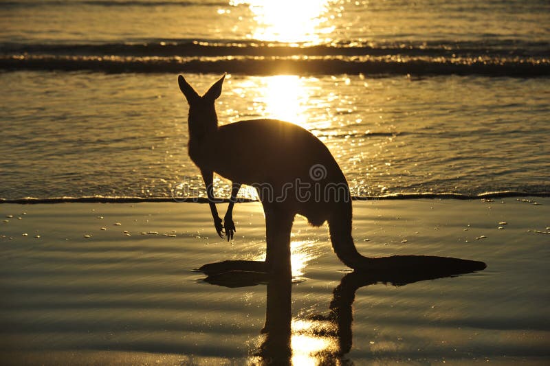 Mackay Airport editorial stock photo. Image of tropical - 22222798