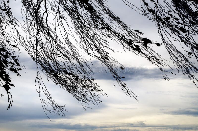 Autumn Branches on a Background of Gray Sky, Windy Day Stock Image ...