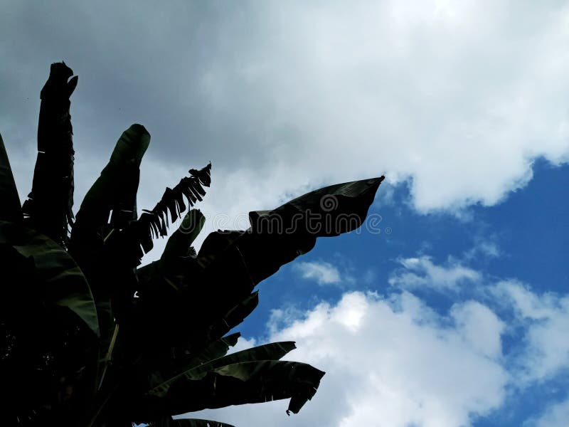 Silhouette of Banana Trees Against Bright Cloudy Blue Sky Stock Image ...