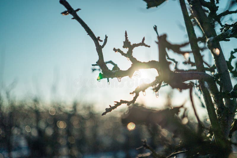 Silhouette of a Bare Apple Tree Branch in the Sunlight Shining on ...