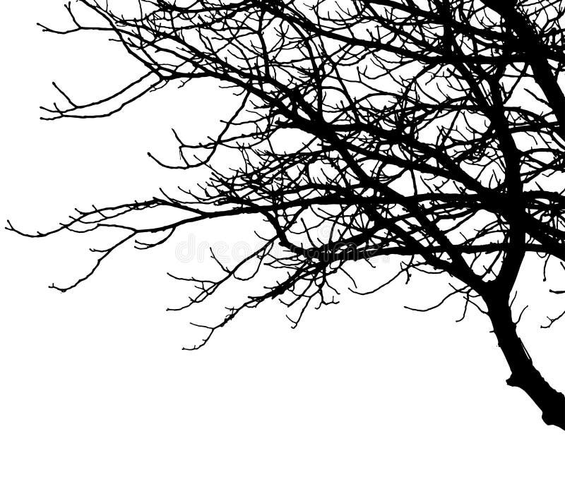 Bare Branches of Rowan Tree Silhouette. Vector Illustration Stock ...