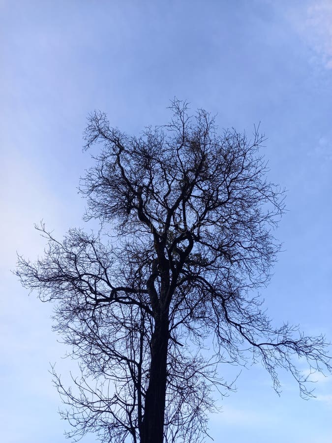 Silhouette of a Bare Tree Against a Soft Blue Sky Stock Image - Image ...