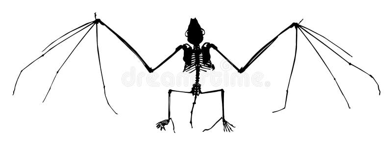 Silhouette of a Bat Skeleton Vector Stock Vector - Illustration of ...