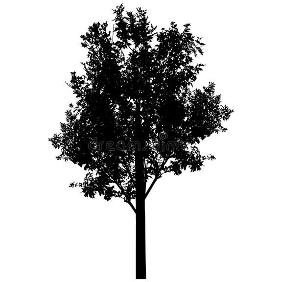 Silhouette of Beautiful Ash Tree. Vector Illustration Stock ...