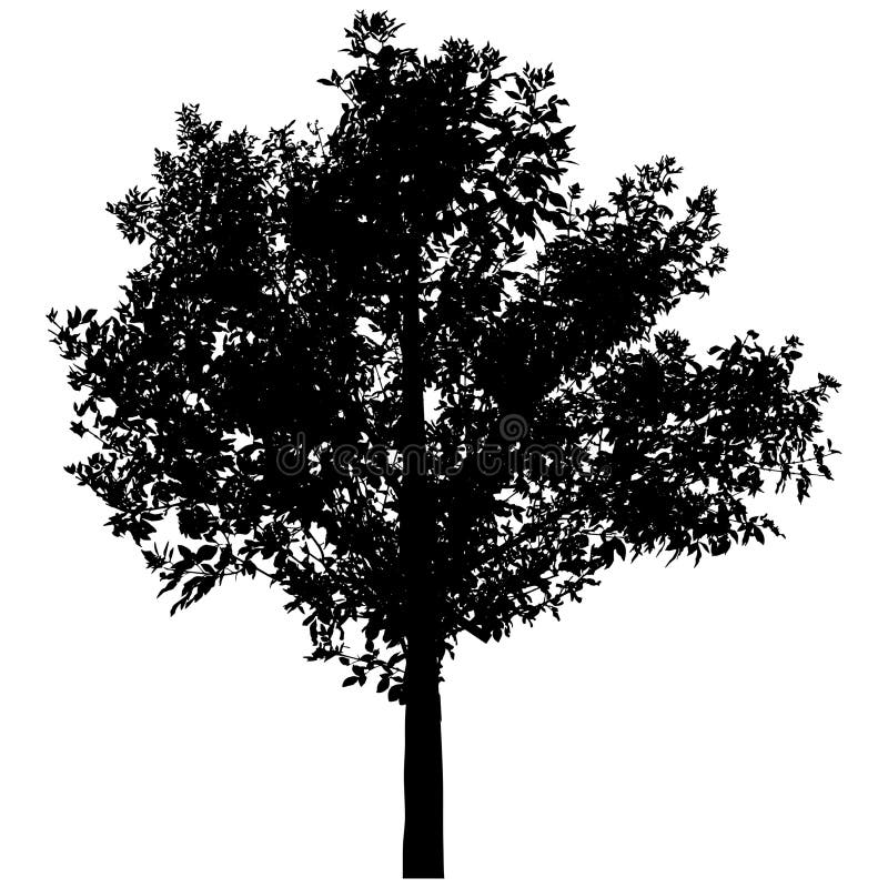Young Ash Tree Stock Illustrations – 174 Young Ash Tree Stock ...