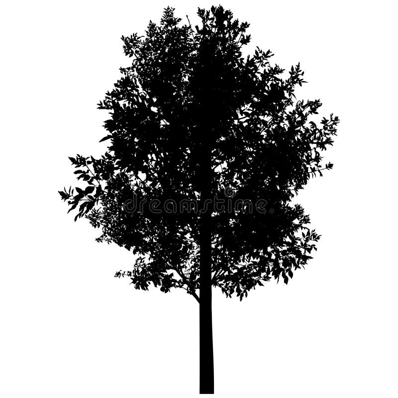 Young Ash Tree Stock Illustrations – 154 Young Ash Tree Stock ...