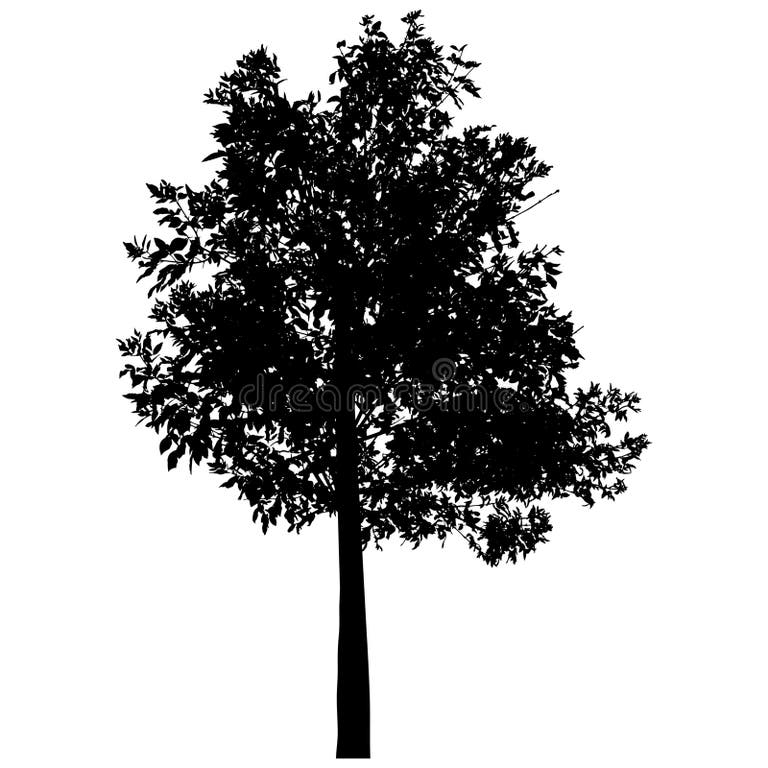 Silhouette of Beautiful Ash Tree. Vector Illustration Stock Vector ...