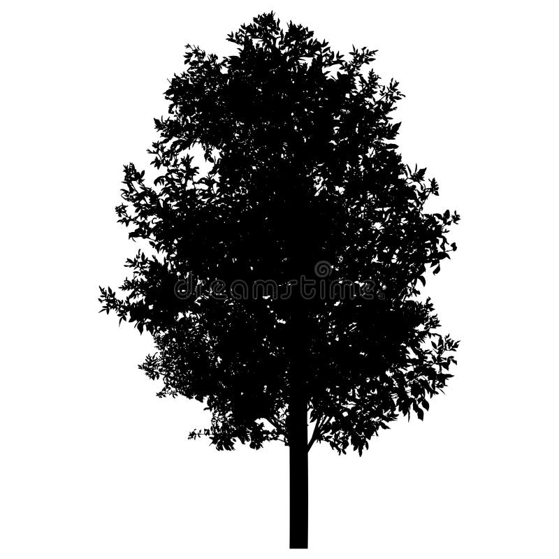 Silhouette of Beautiful Ash Tree. Vector Illustration Stock Vector ...