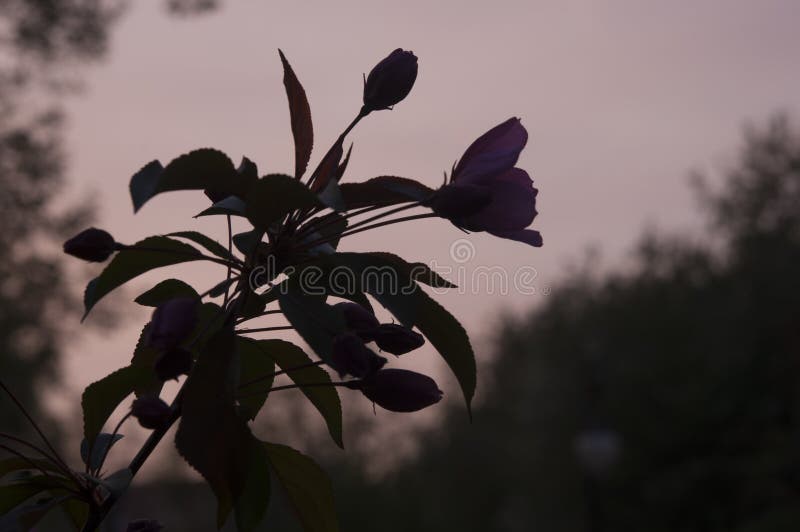 Silhouette Beautiful White Flowers Apple Tree at Night on a Spring ...