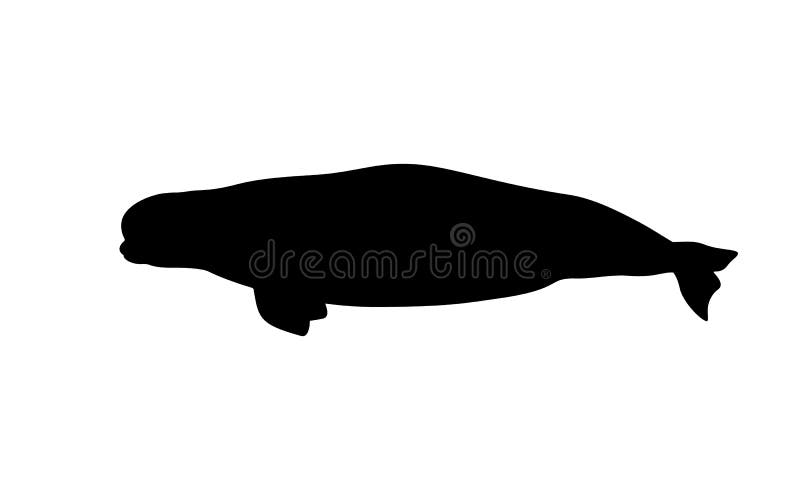 Silhouette of a Beluga Whale Stock Vector - Illustration of sketch ...