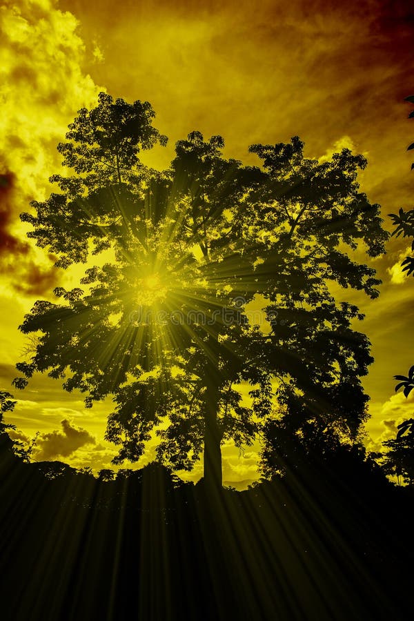 Silhouette Big Tree with Light Ray Stock Image - Image of african ...