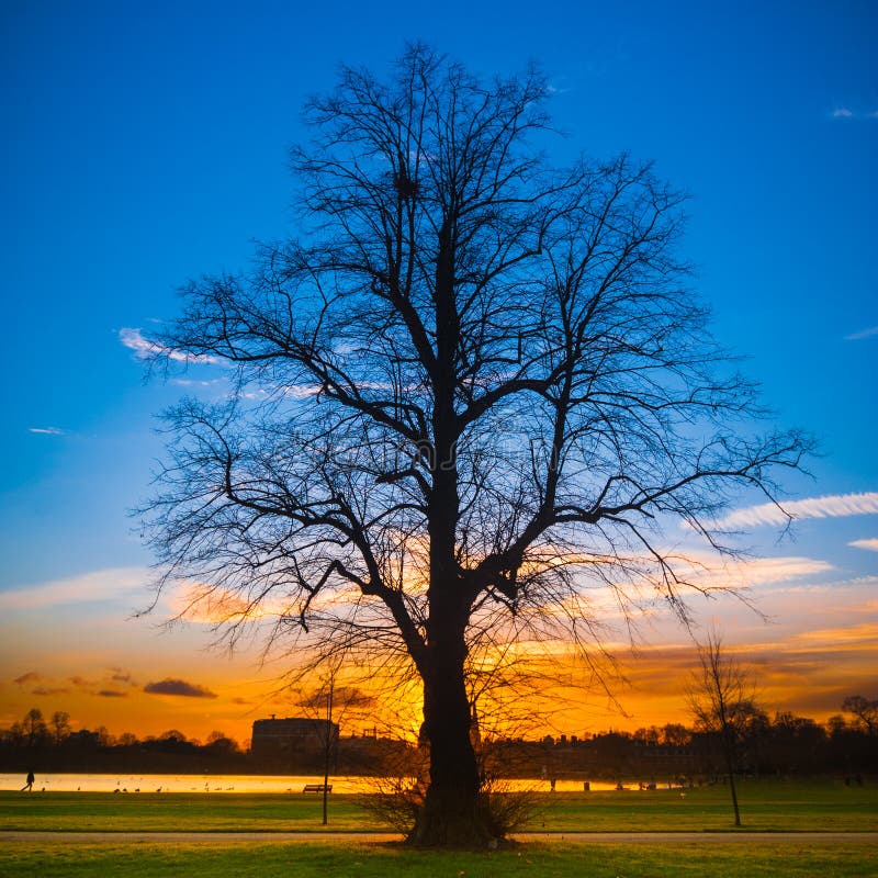 Silhouette of a Big Tree at Sunset Stock Photo - Image of europe, dusk ...