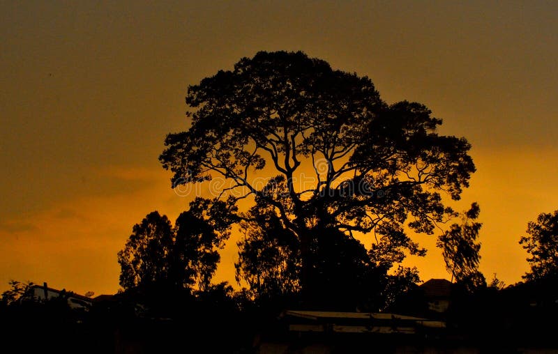 Silhouette of big tree stock image. Image of sunrise - 160557217