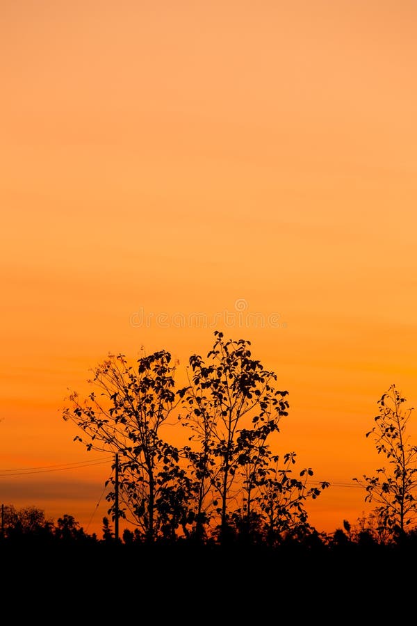 Silhouette of Big Tree at Sunset Stock Photo - Image of blue, park ...