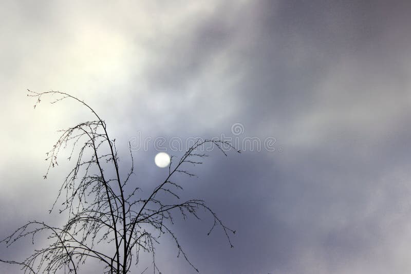 Silhouette of a Birch and the Sun, Which Makes Its Way through the ...