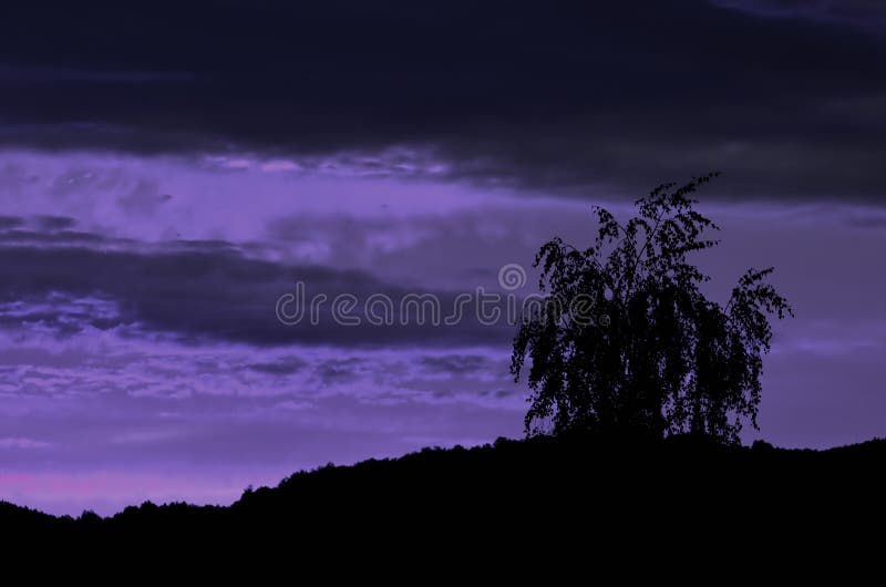 Silhouette of Birch Tree and Mountains at Night. Stock Photo - Image of ...