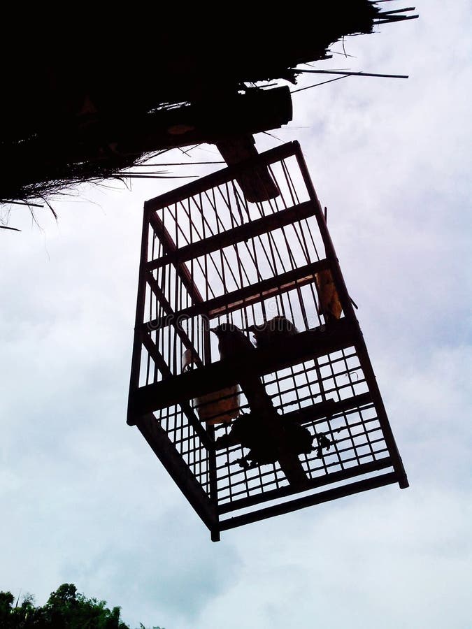 Silhouette Bird on the Cage Stock Photo - Image of dark, silhouette ...