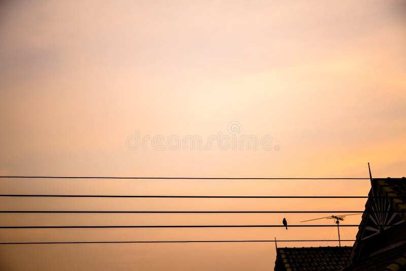 Silhouette of a Bird on Electrical Wire Stock Image - Image of outline ...