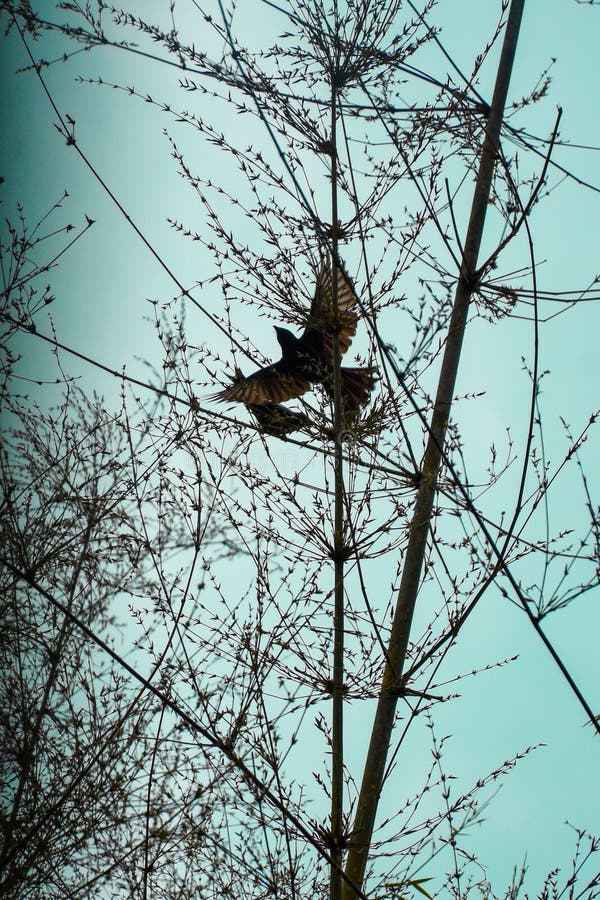 Silhouette of a Bird Flying Behind Trees . Blue Sky Background . Mobile ...
