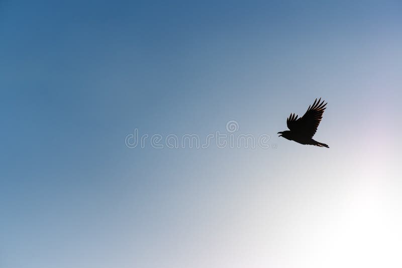 Silhouette a Bird Flying To Blue Sky in the Morning Stock Photo - Image ...