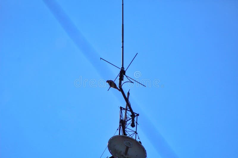 Silhouette of a Bird Perched on a Transmitter Mast Stock Image - Image ...