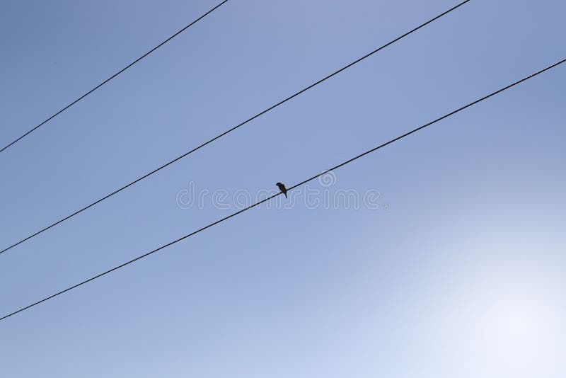 Silhouette of a Bird Sitting on an Electrical Wire in the Background of ...