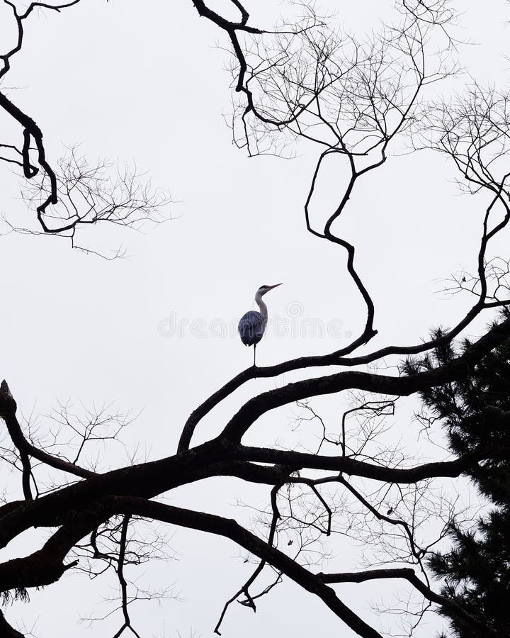 Bird silhouette stock image. Image of bird, silhouette - 258334503