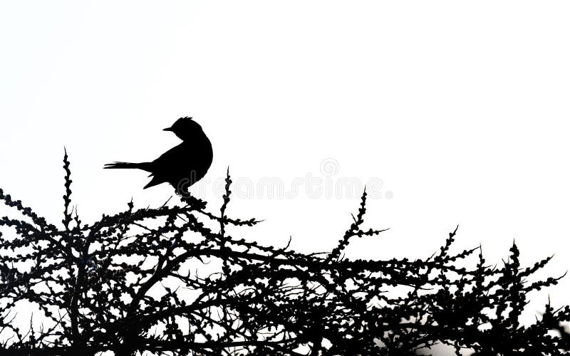 Silhouette of a Bird Standing on a Tree Branch Against a White ...