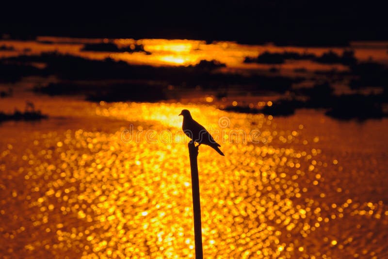 The Silhouette of Bird Sunlight Backlit View Stock Photo - Image of ...