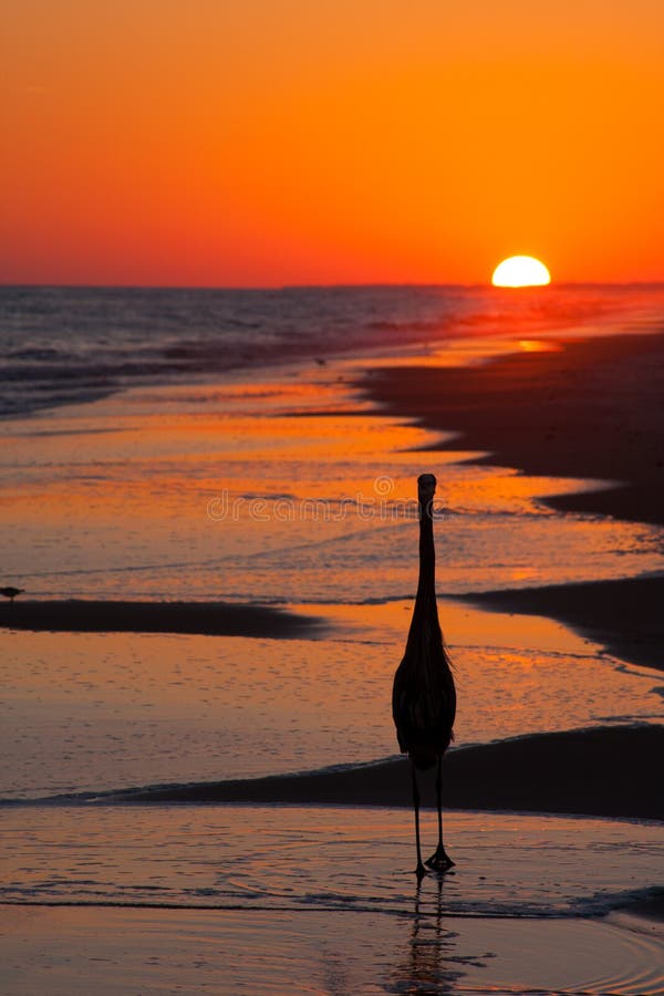 Silhouette of a Bird at Sunset Stock Photo - Image of water, wildlife ...