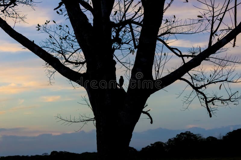 Silhouette of a Bird in a Tree at Sunset Stock Photo - Image of nature ...