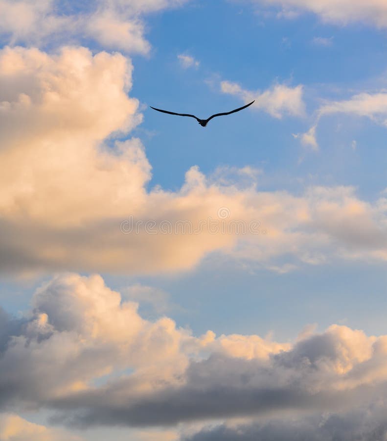 Bird Silhouette Flying Vertical Stock Photo - Image of heaven, bright ...