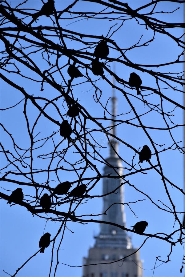 Silhouette of Birds with the Empire State Building Stock Image - Image ...