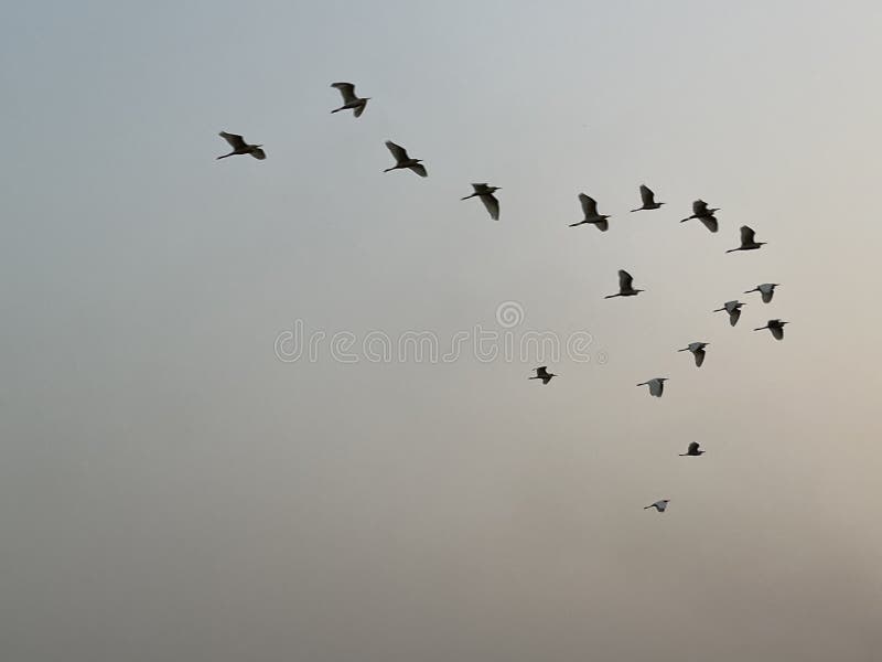 Silhouette of Birds Flying during Autumn Sunset. Stock Photo - Image of ...