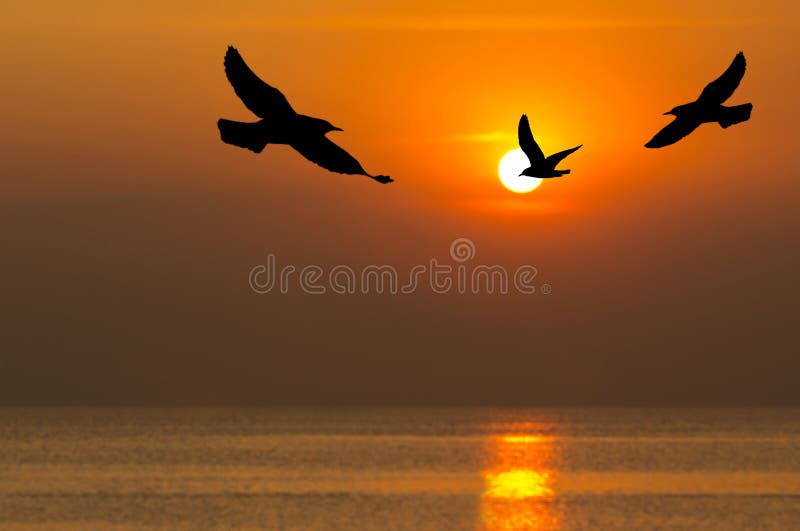Silhouette of Birds Flying in Sunset Time Stock Photo - Image of ...