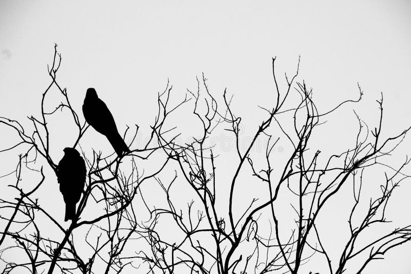 Silhouette of Birds on Tree Stock Image - Image of bird, white: 68154733