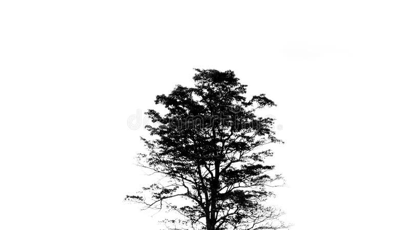 Silhouette Black Tree Beautiful Branches White Background Stock Image ...