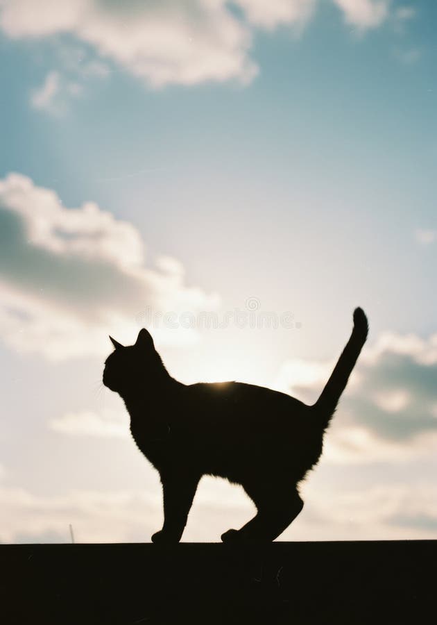 Silhouette of a Black Cat at Sunset Stock Illustration - Illustration ...