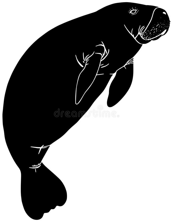 Silhouette of a Manatee in Black, Isolated Stock Vector - Illustration ...