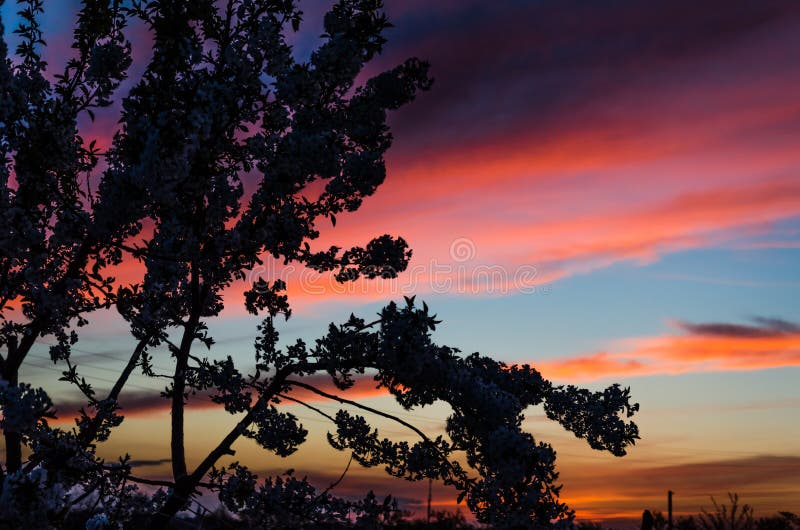 Silhouette of a Blossoming Tree Against a Beautiful Sunset Stock Photo ...