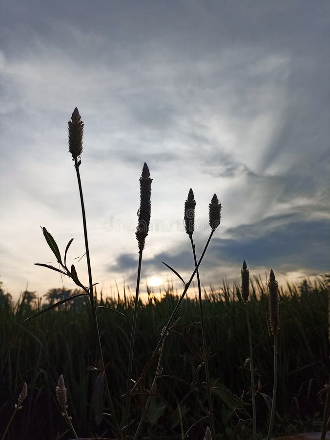 Silhouette of Boroco (Celosia Argentea) in the Afternoon Stock Image ...