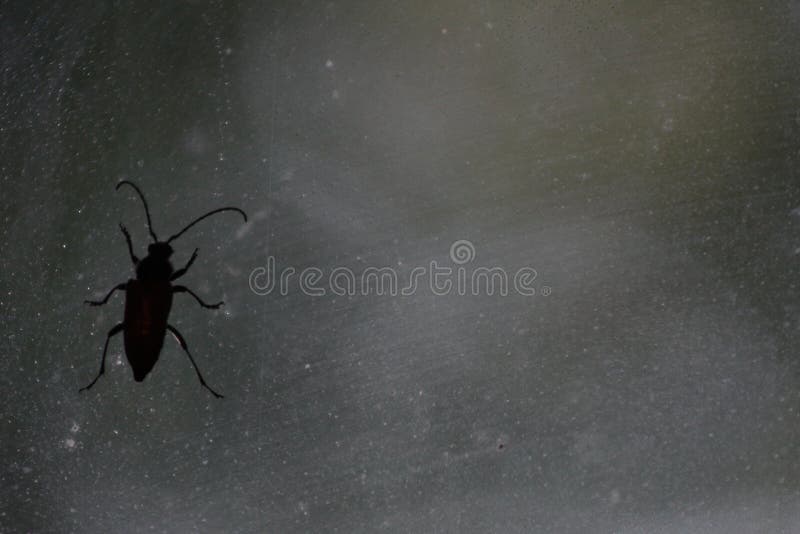 Silhouette of a Boxelder Bug Boisea Trivittata with Space for Writing ...