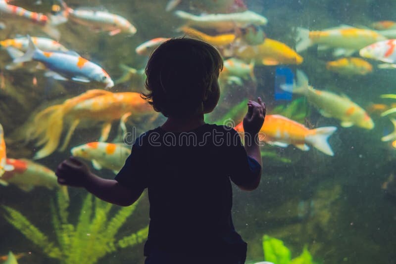 Silhouette of a Boy Looking at Fish in the Aquarium Stock Photo - Image ...