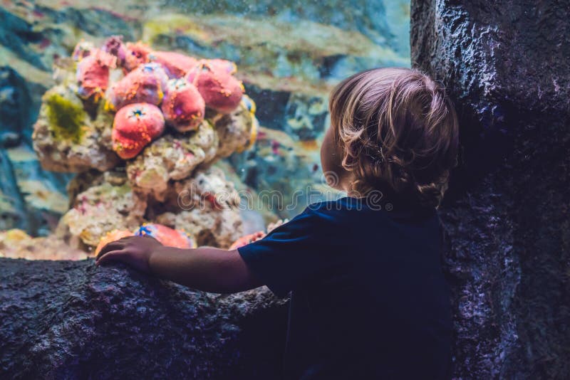 Silhouette of a Boy Looking at Fish in the Aquarium Stock Photo - Image ...