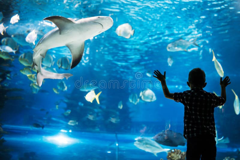 Silhouette of a Boy Looking at Fish in the Aquarium. Stock Photo ...